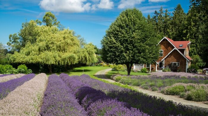 6 campos de lavanda para conhecer pelo mundo - Viajar pelo Mundo