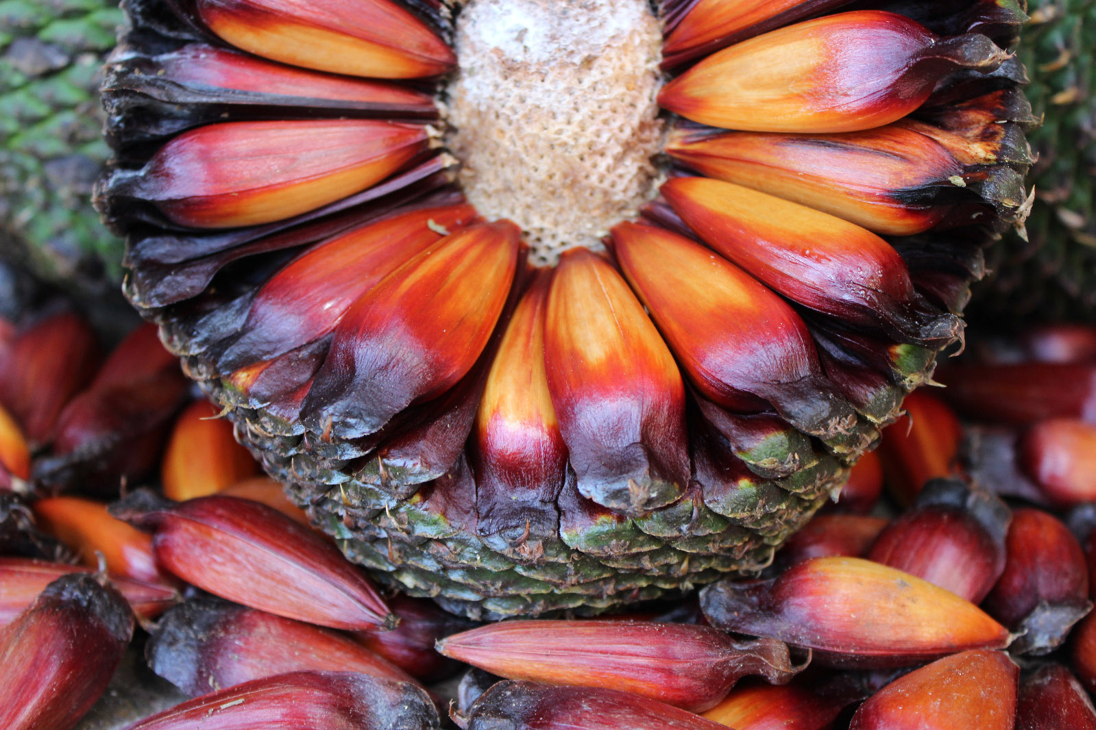 Tradicional festival do pinhão é atração em Cunha (SP)