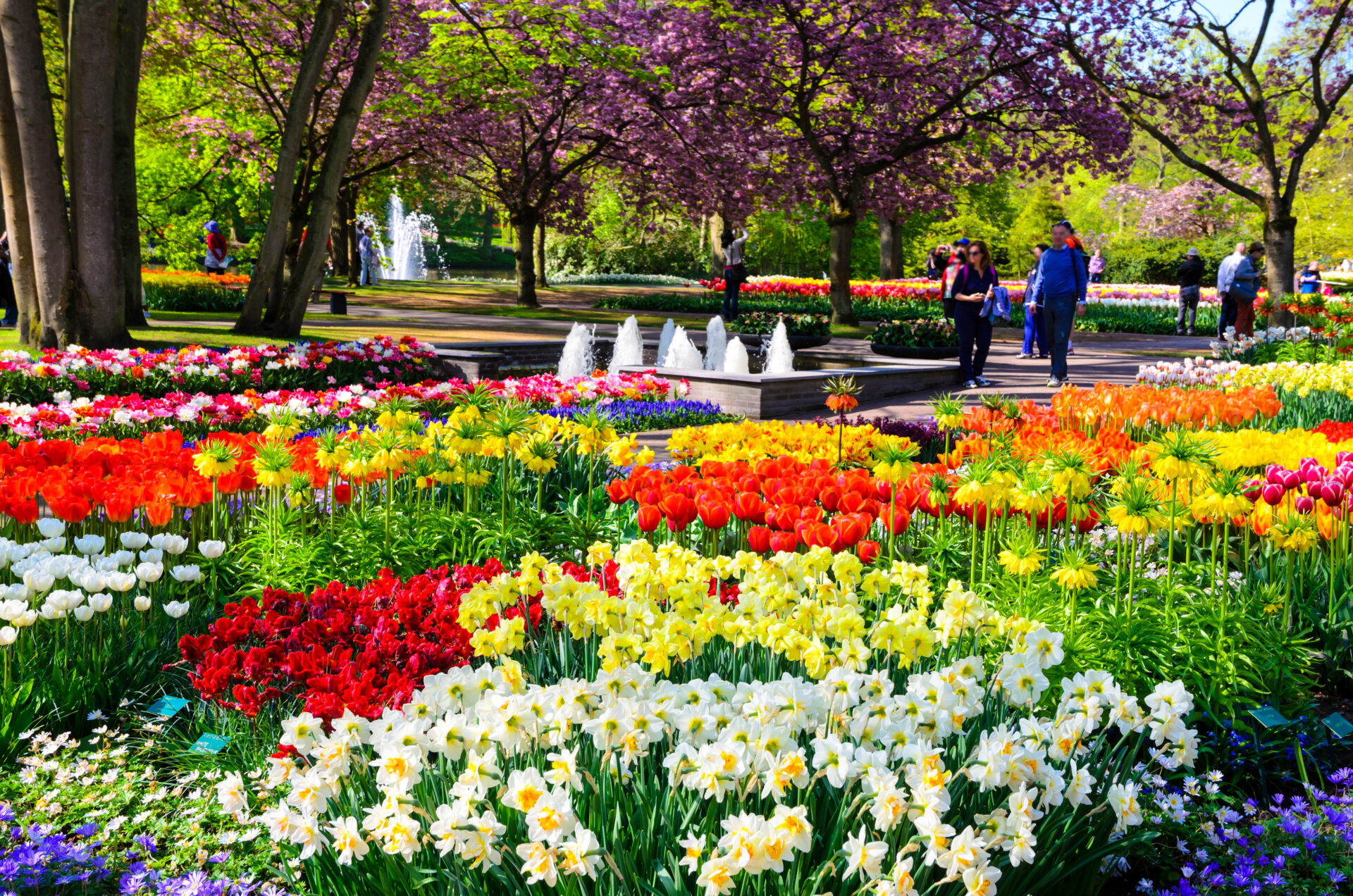 Como visitar Keukenhof, maior jardim de tulipas do mundo, na Holanda ...